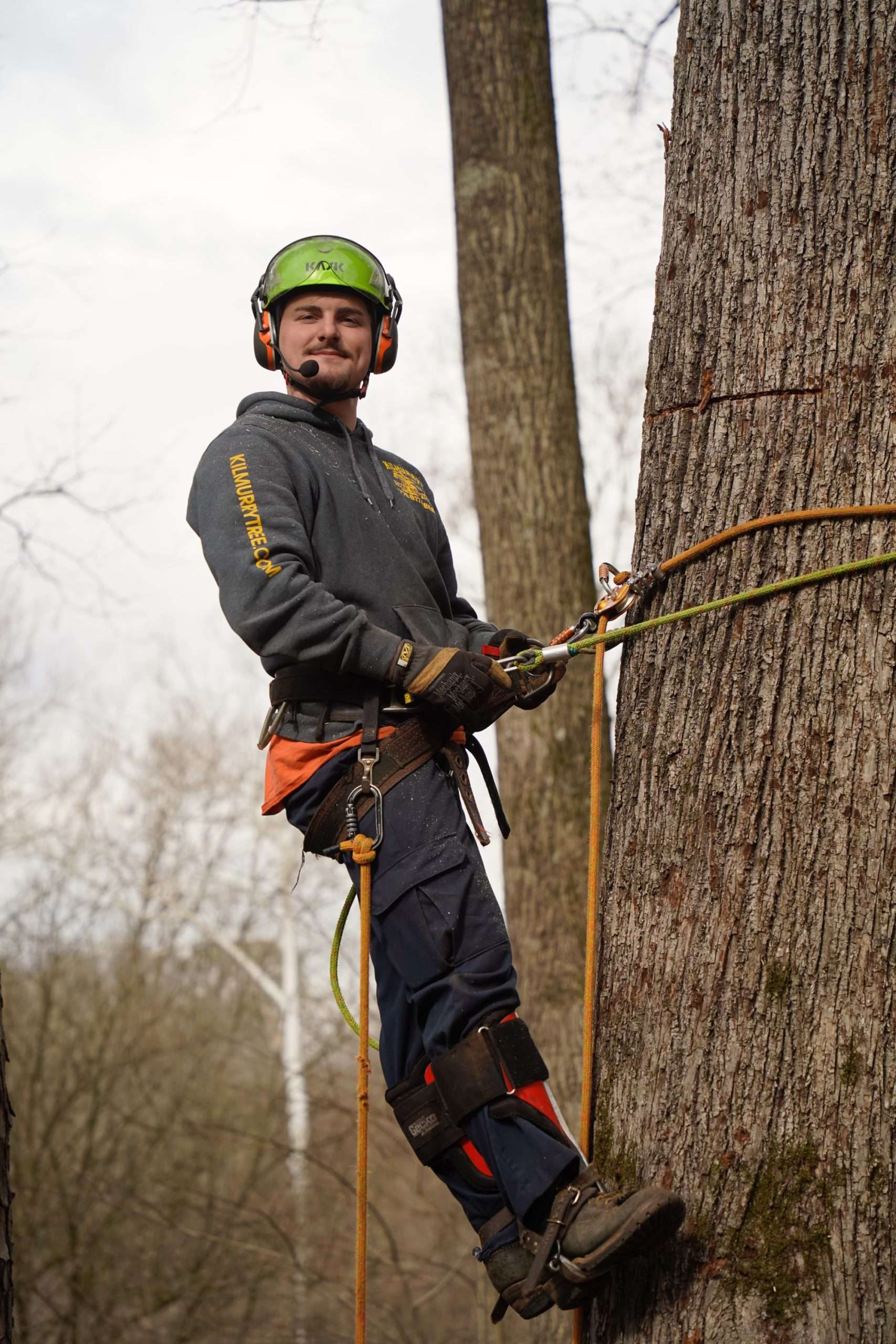 Portfolio - Kilmurry Tree