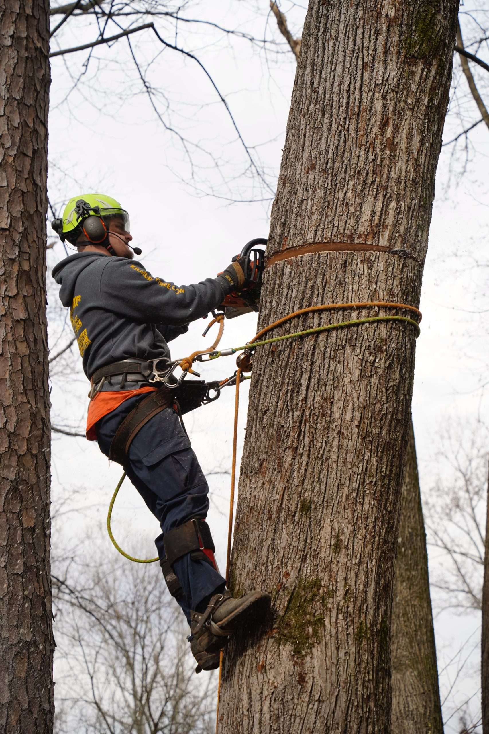 Tree Services - Kilmurry Tree