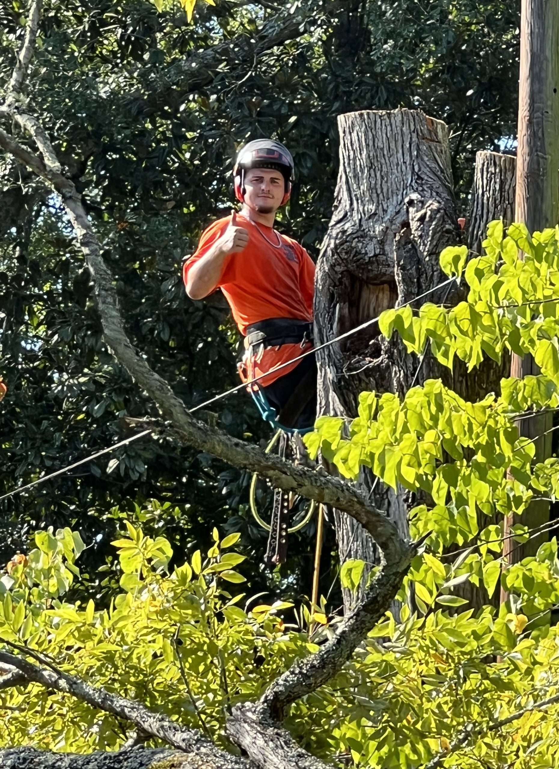 Best Tree Removal Services | Acworth, Woodstock, and Marietta ...