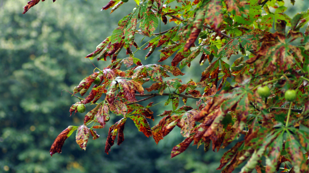 Signs Your Trees Need Professional Attention - Kilmurry Tree
